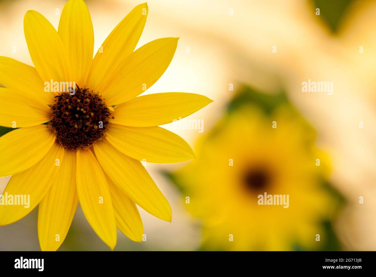 Yellow daisy flower close up detail Stock Photo - Alamy