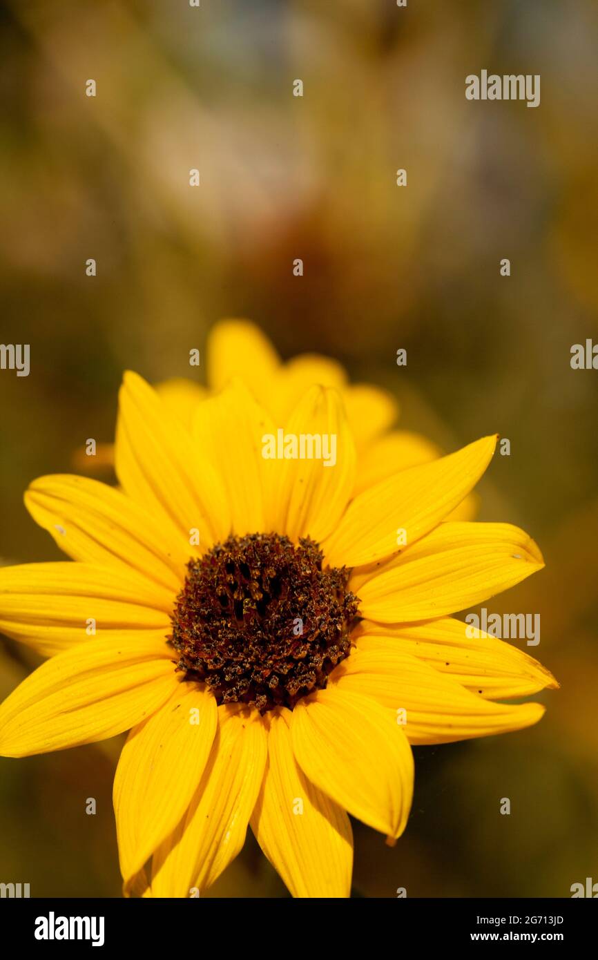Delightful detail hi-res stock photography and images - Alamy