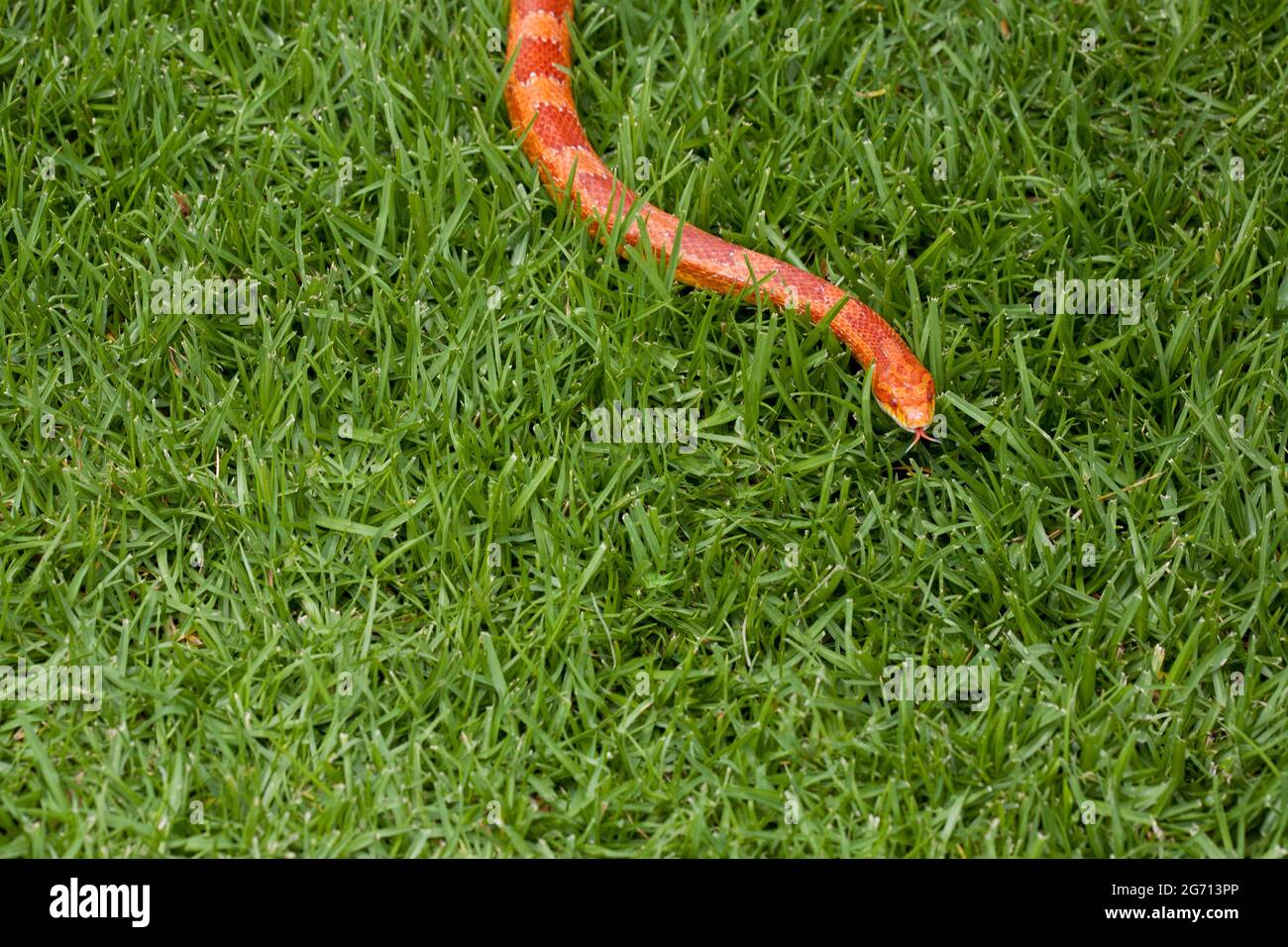 Corn Snake slithering through grass Stock Photo - Alamy