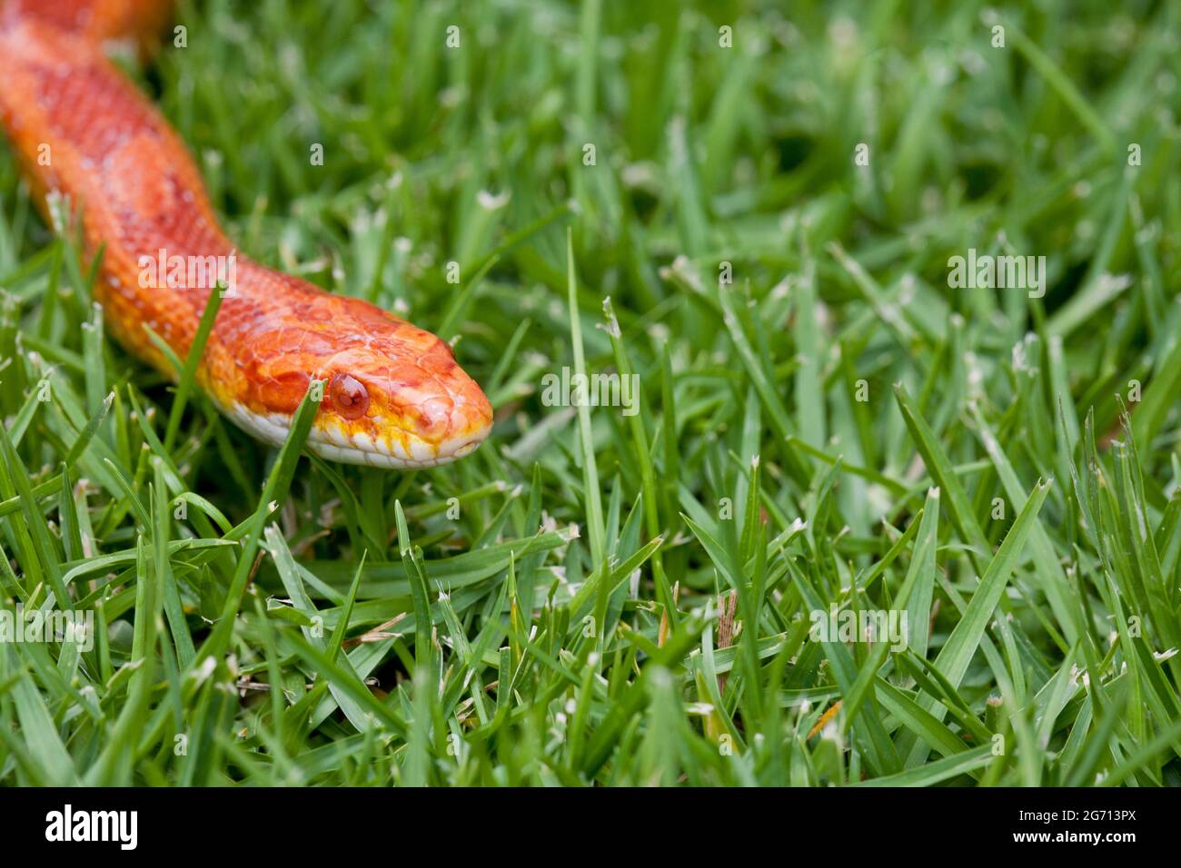 Corn Snake slithering through grass Stock Photo - Alamy
