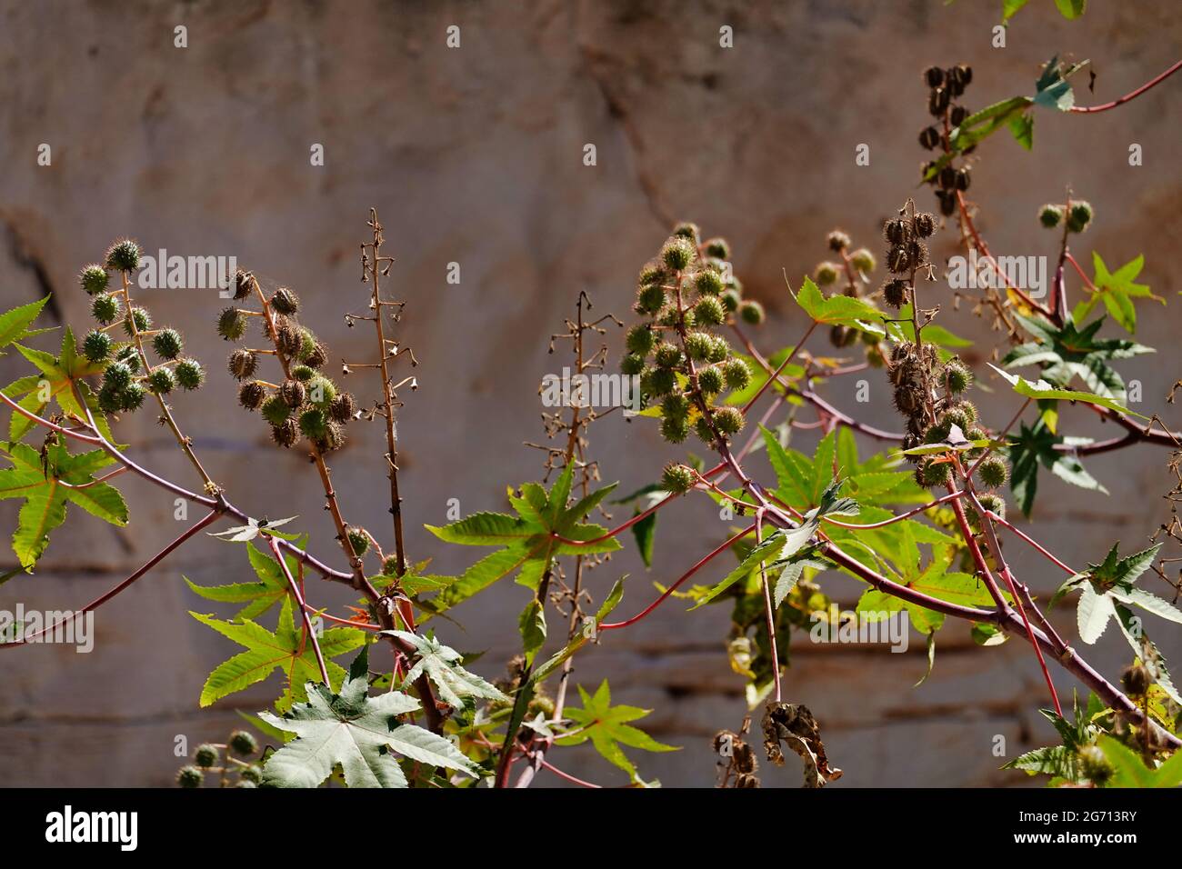 Selective focus shot of a wild plant Stock Photo - Alamy
