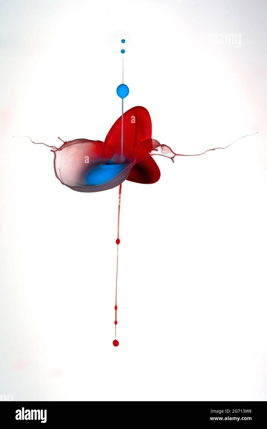 The blue acrylic paint drops fall from above colliding with red drops ...