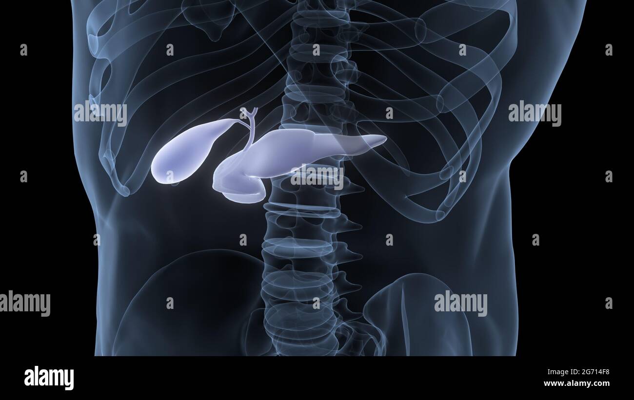 Human Internal Organs Pancreas with Gallbladder Anatomy Stock Photo - Alamy