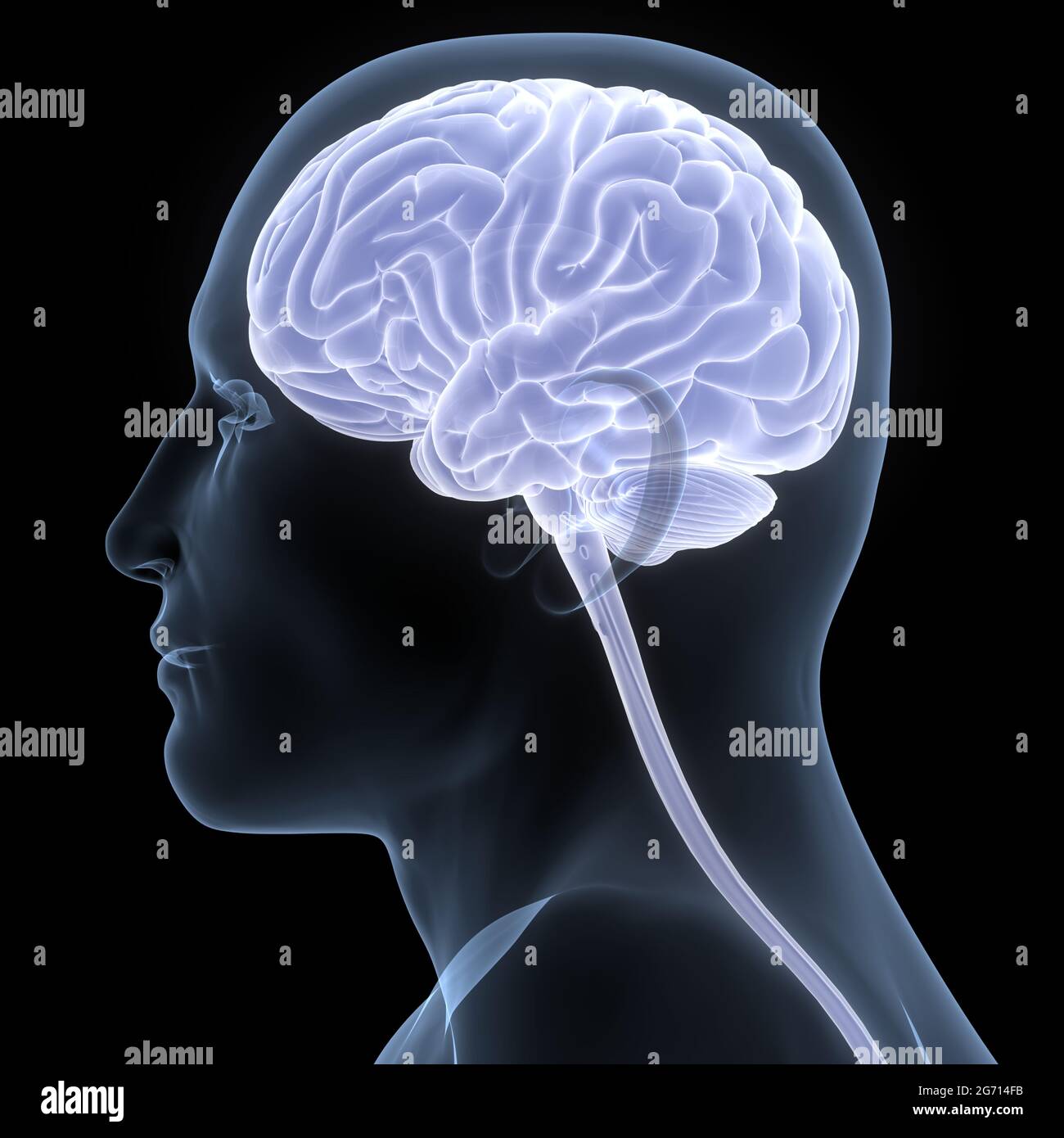 Central Organ of Human Nervous System Brian Anatomy Stock Photo - Alamy