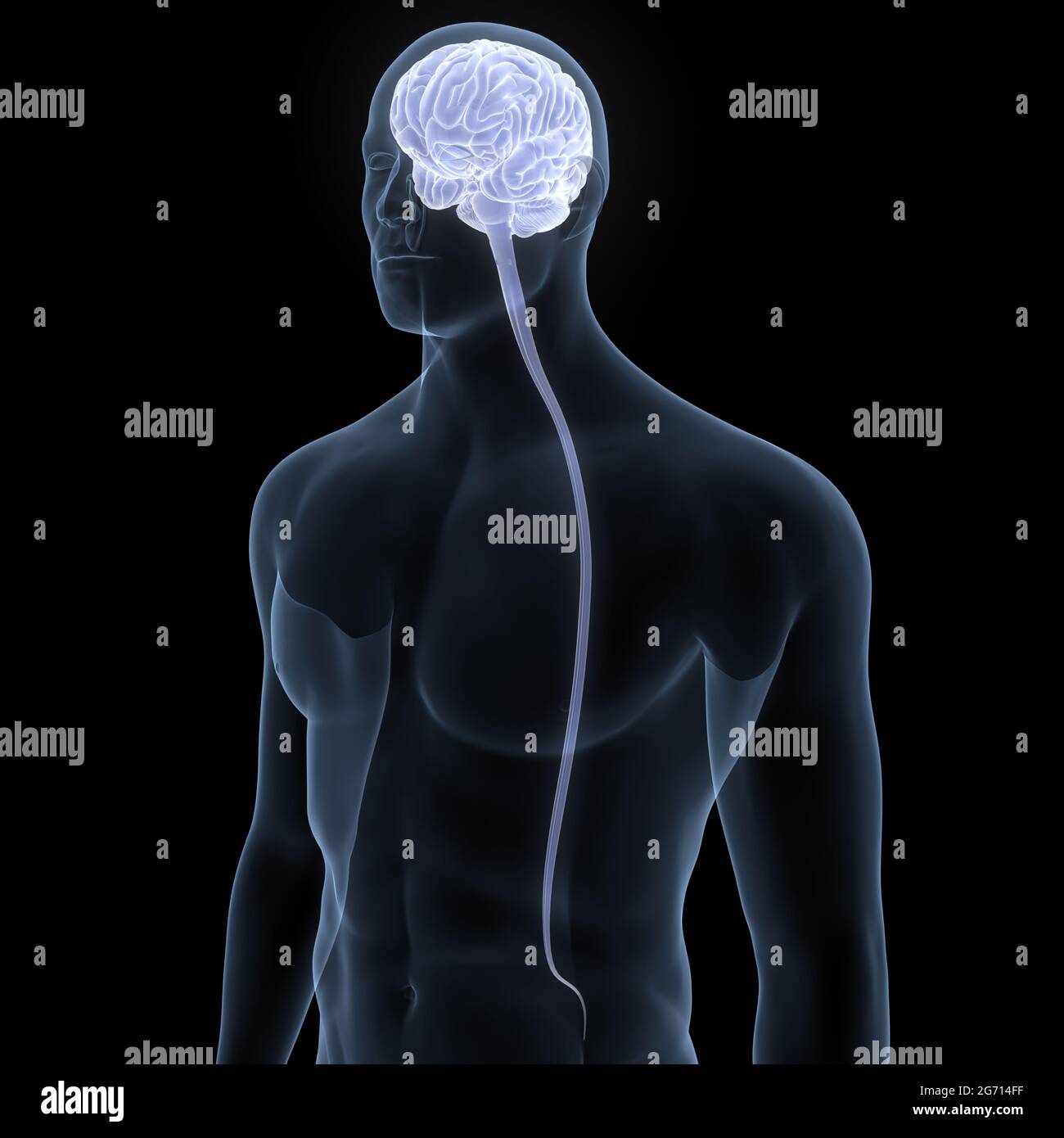 Central Organ of Human Nervous System Brain Anatomy Stock Photo - Alamy