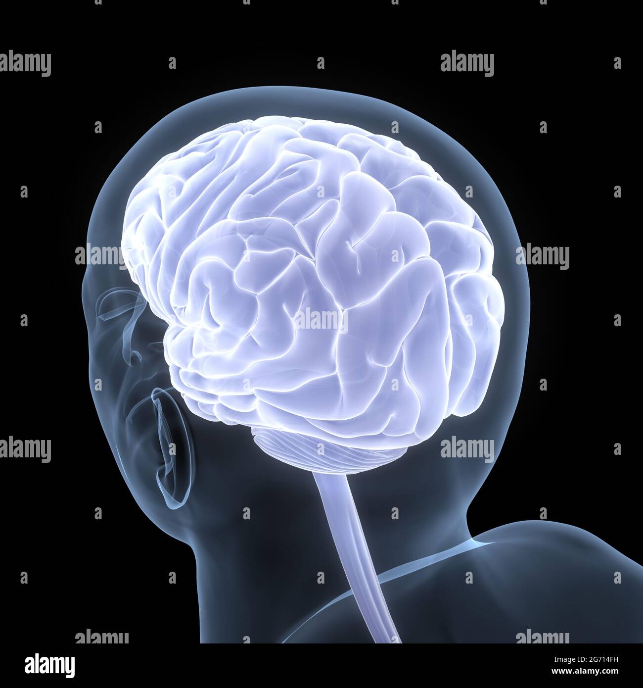 Central Organ of Human Nervous System Brian Anatomy Stock Photo - Alamy