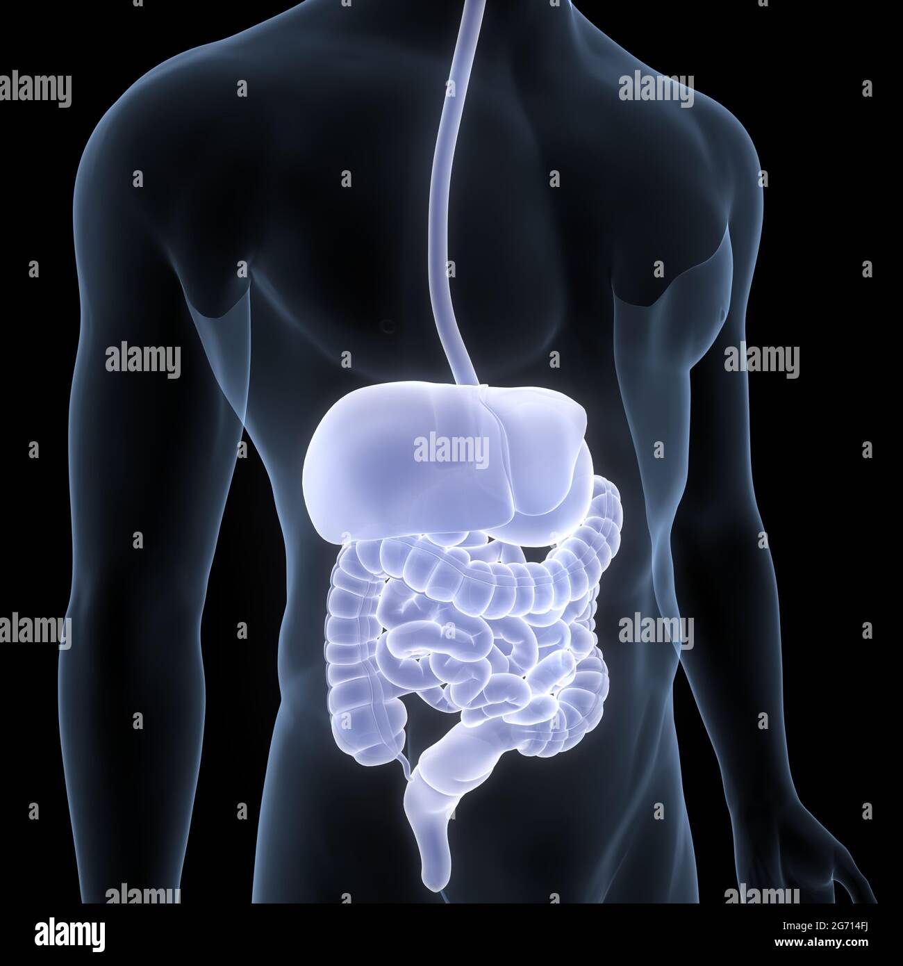 Human Digestive System Anatomy Stock Photo - Alamy