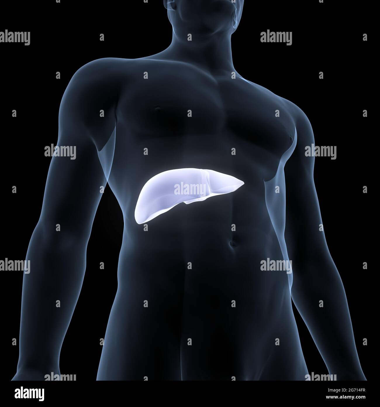 Human Internal Digestive Organ Liver Anatomy Stock Photo - Alamy