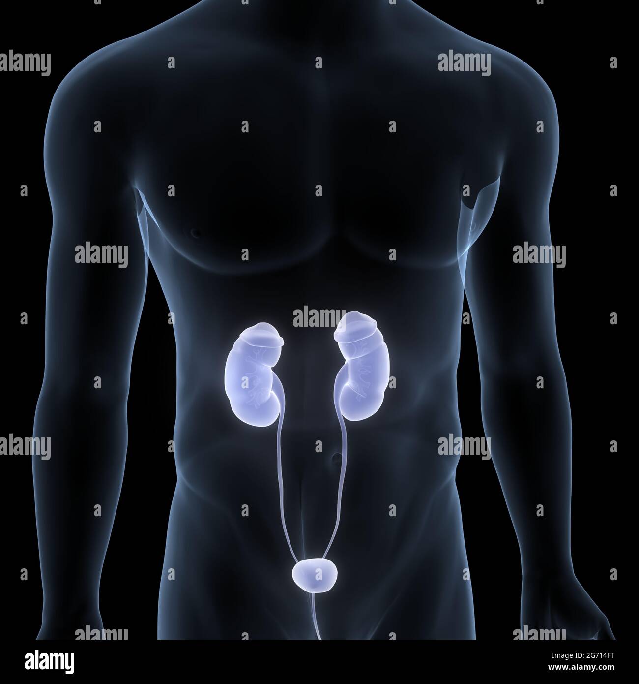 Human Urinary System Kidneys with Bladder Anatomy Stock Photo - Alamy