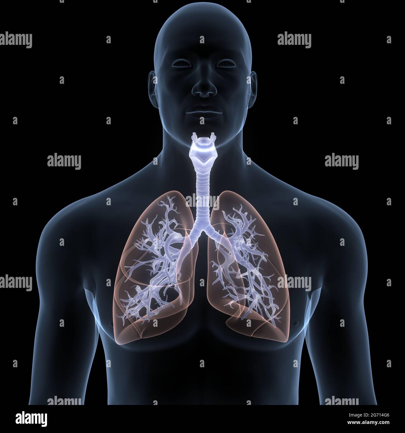 Human Respiratory System Lungs Anatomy Stock Photo - Alamy