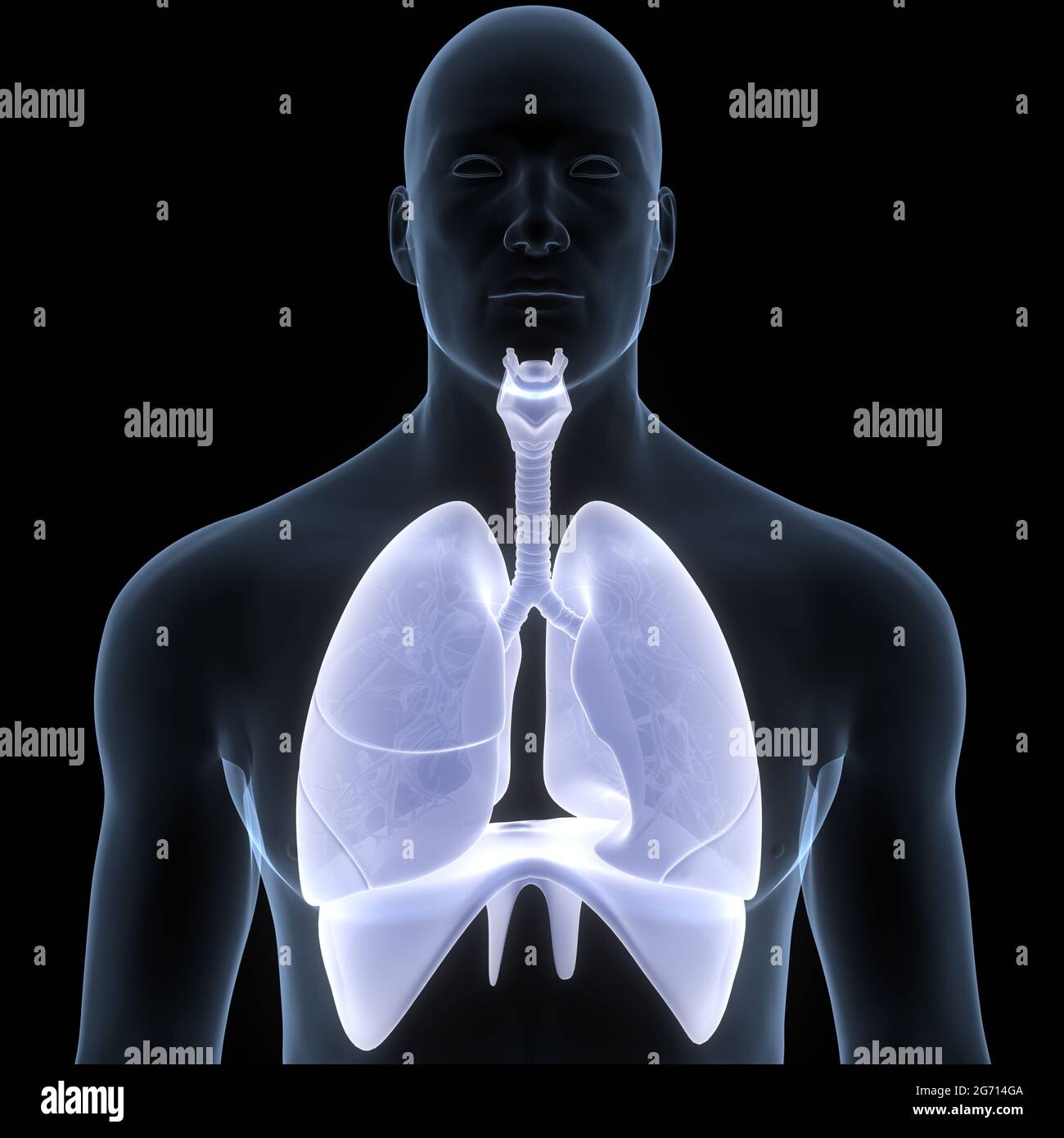 Human Respiratory System Lungs with Diaphragm Anatomy Stock Photo - Alamy