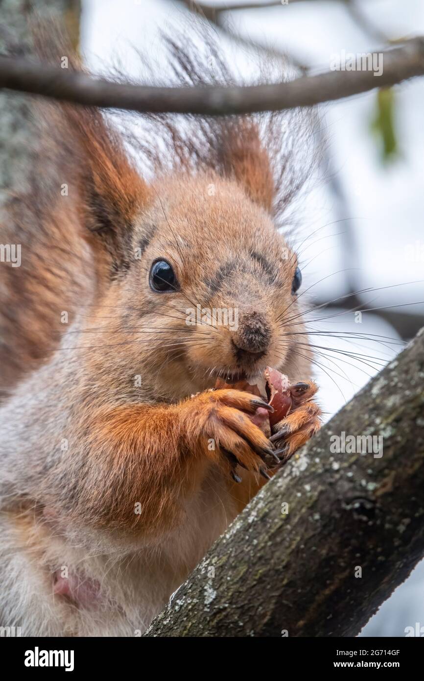 The squirrel with nut sits on a branches in the spring or summer ...