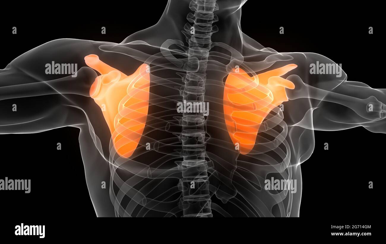 Human skeleton bone 3d hi-res stock photography and images - Alamy