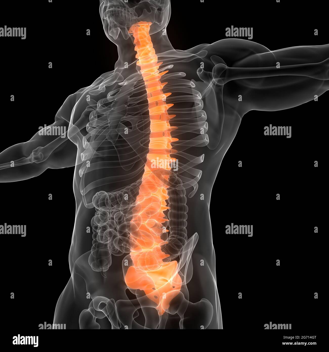 Spinal Cord Vertebral Column of Human Skeleton System Anatomy Stock ...