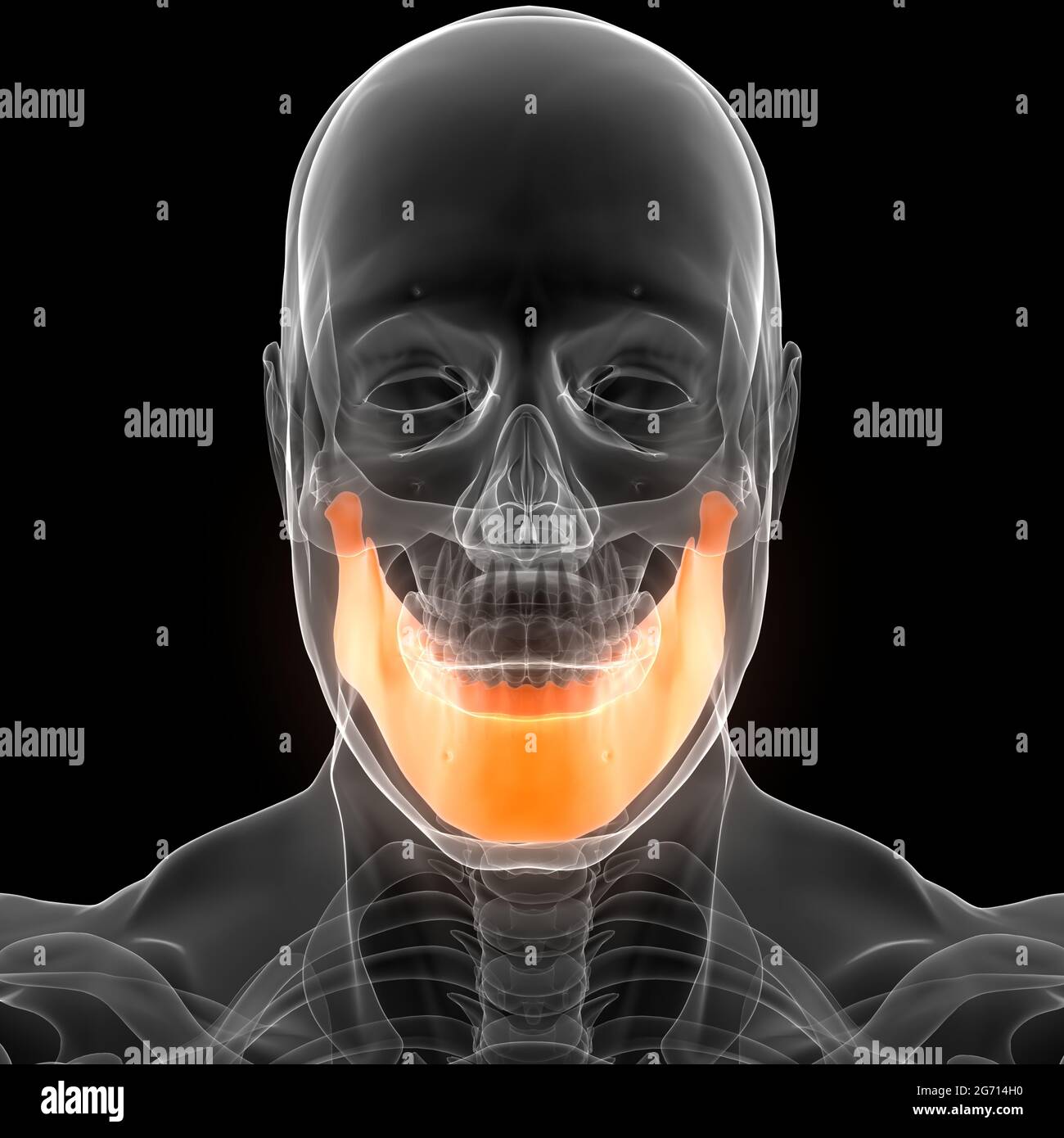 Human Skeleton System Skull Bone Parts Anatomy Stock Photo - Alamy