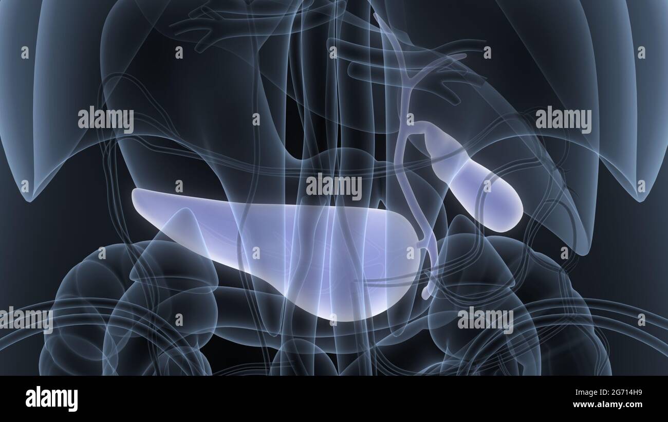 Human Internal Organs Pancreas with Gallbladder Anatomy Stock Photo - Alamy