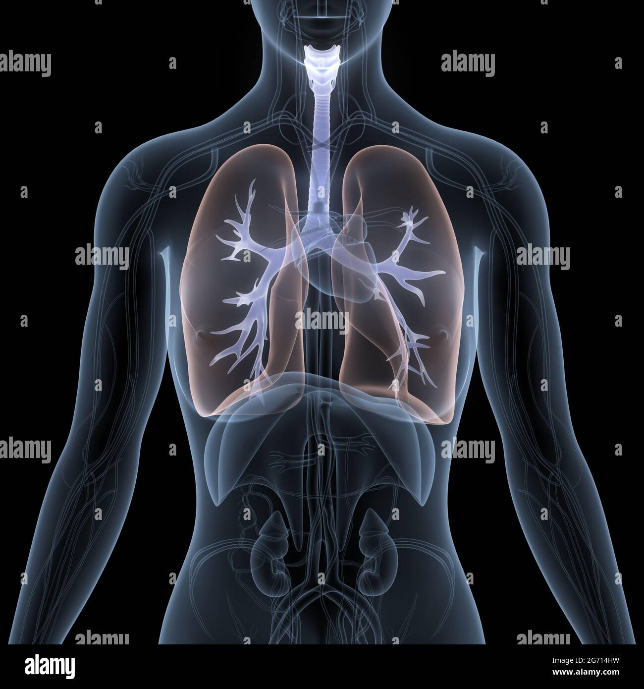 Human Respiratory System Lungs Anatomy Stock Photo - Alamy