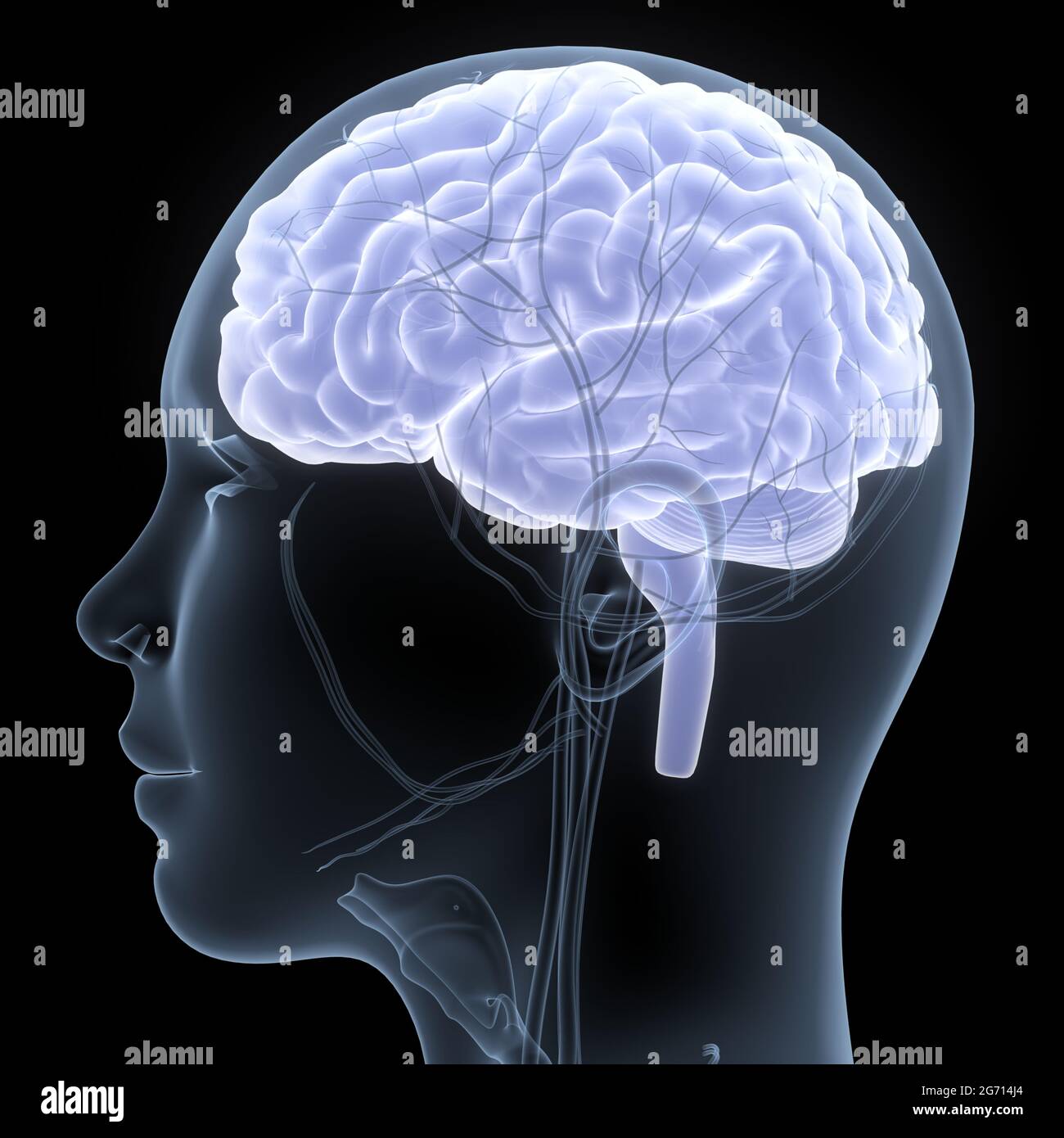 Central Organ of Human Nervous System Brian Anatomy Stock Photo - Alamy