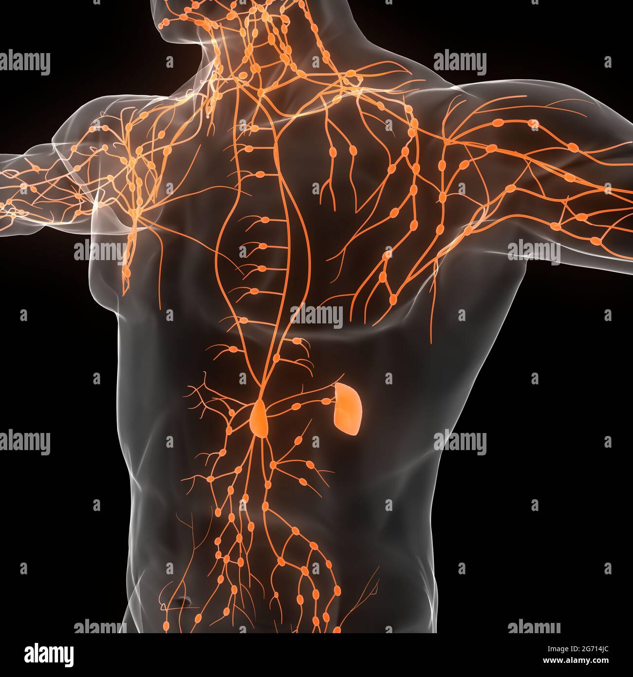 Human Internal System Lymph Nodes Anatomy Stock Photo - Alamy