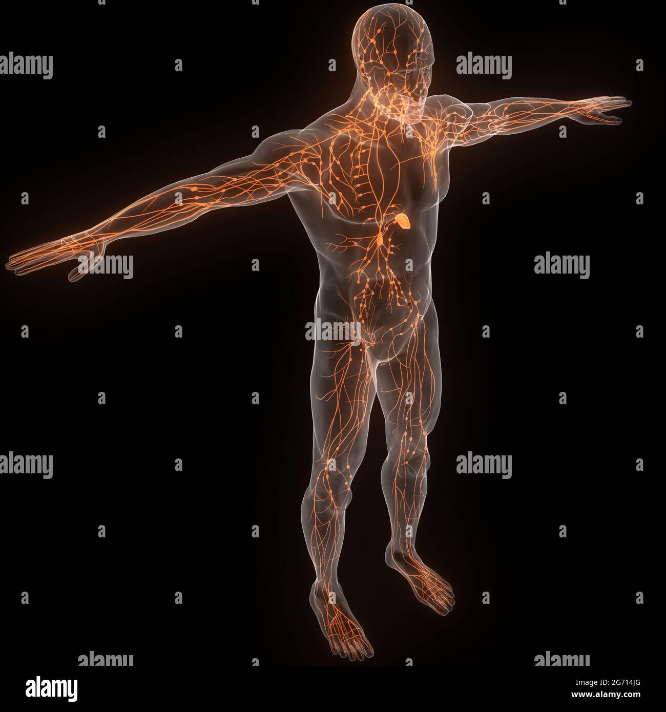 Human Internal System Lymph Nodes Anatomy Stock Photo - Alamy Human Internal System Lymph Nodes Anatomy Stock Photo - Alamy