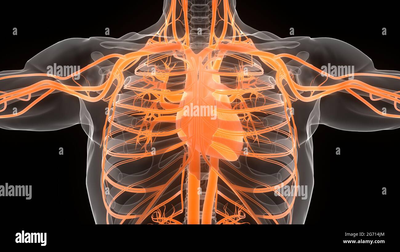Human Circulatory System Heart Anatomy Stock Photo - Alamy
