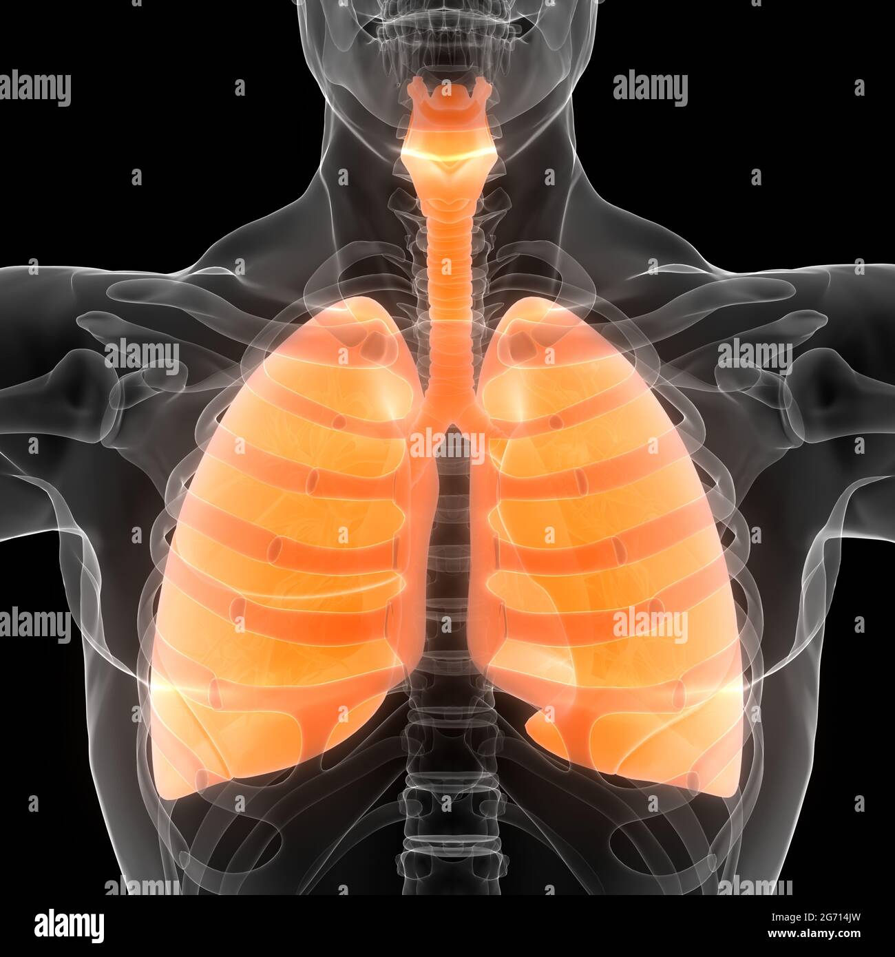 Human Respiratory System Lungs Anatomy Stock Photo - Alamy