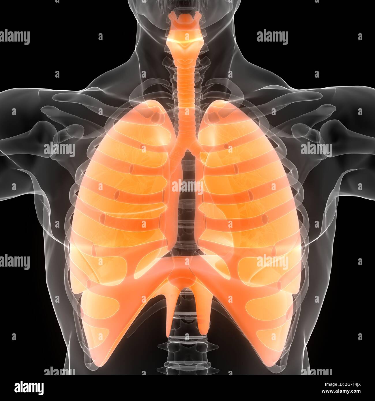 Human Respiratory System Lungs with Diaphragm Anatomy Stock Photo - Alamy