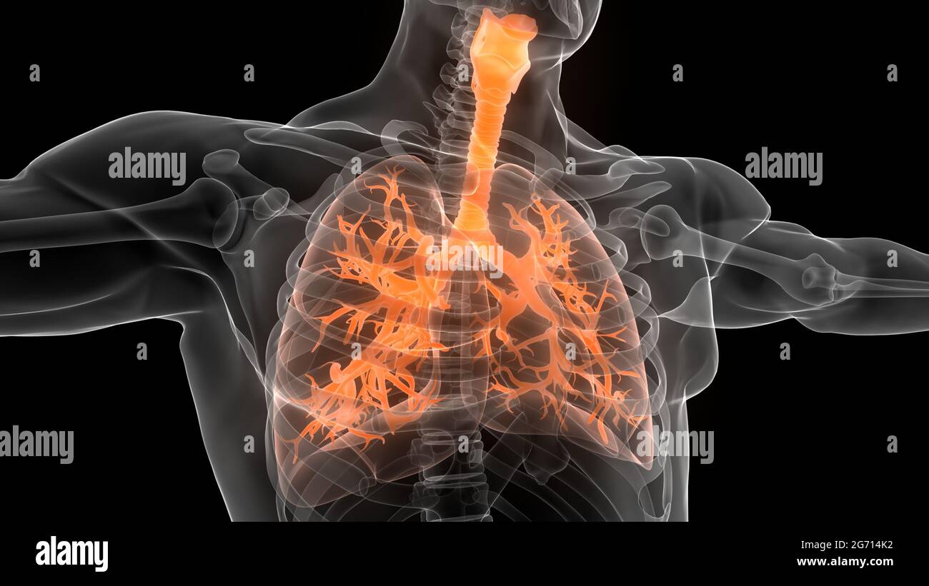 Human Respiratory System Lungs Anatomy Stock Photo - Alamy