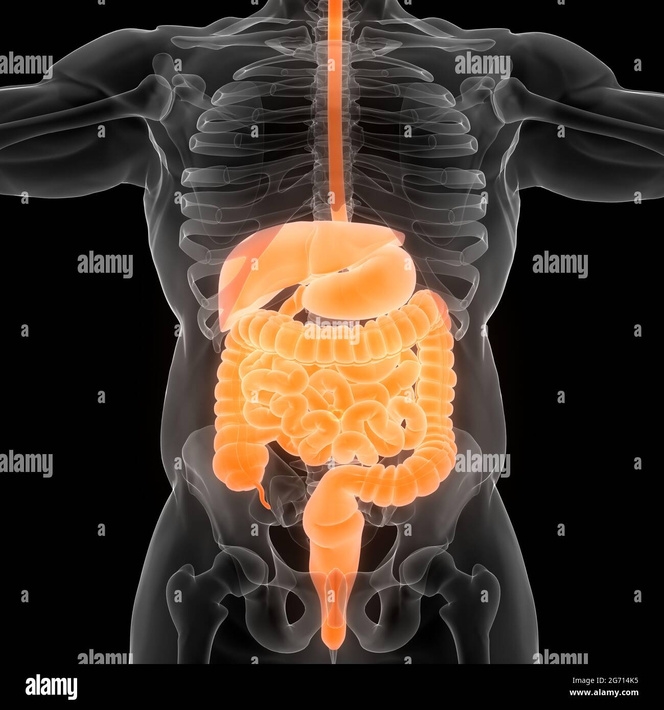 Human Digestive System Anatomy Stock Photo - Alamy