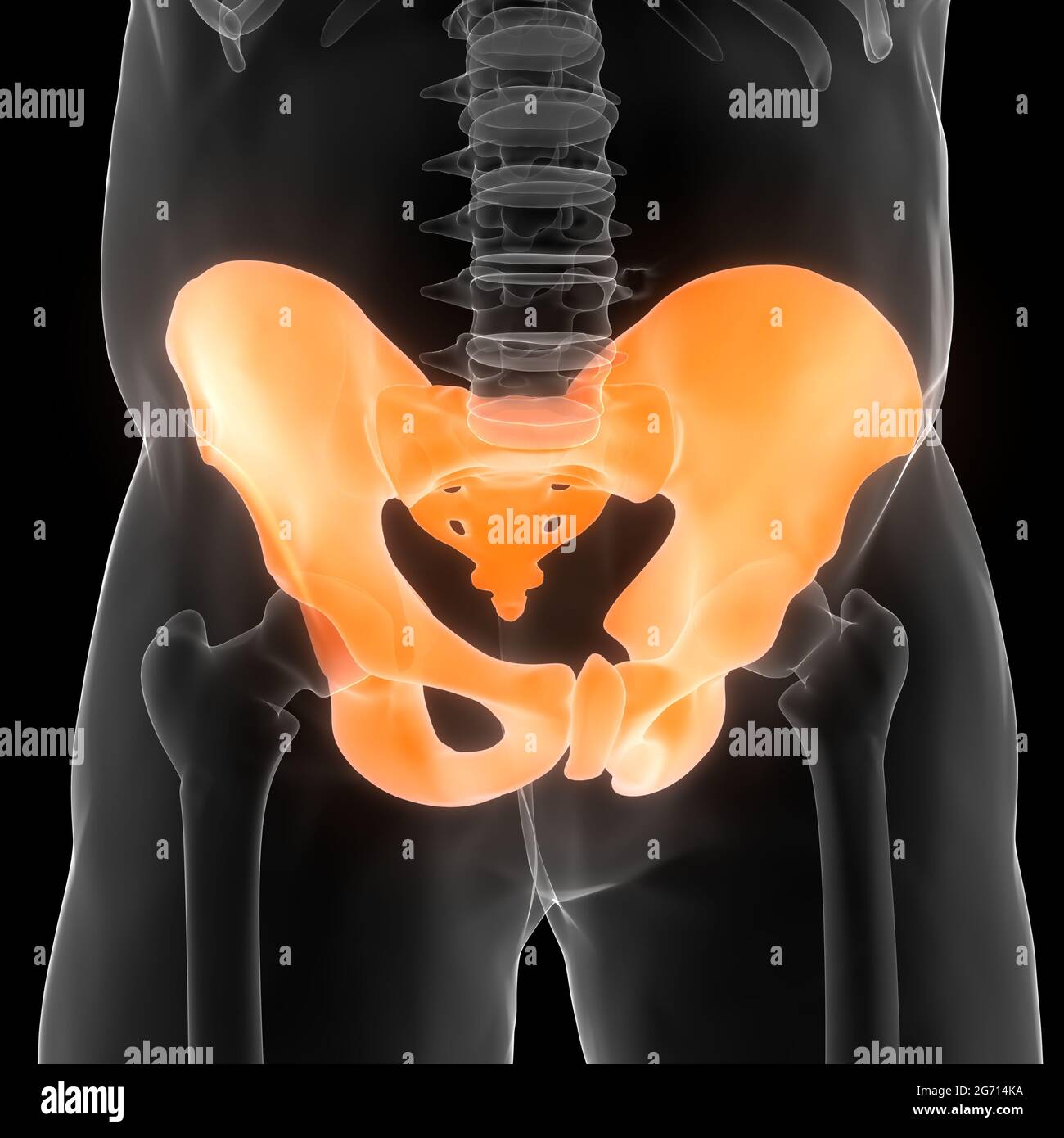 Human Skeleton System Pelvic Girdle Bone Joints Anatomy Stock Photo - Alamy Human Skeleton System Pelvic Girdle Bone Joints Anatomy Stock Photo - Alamy