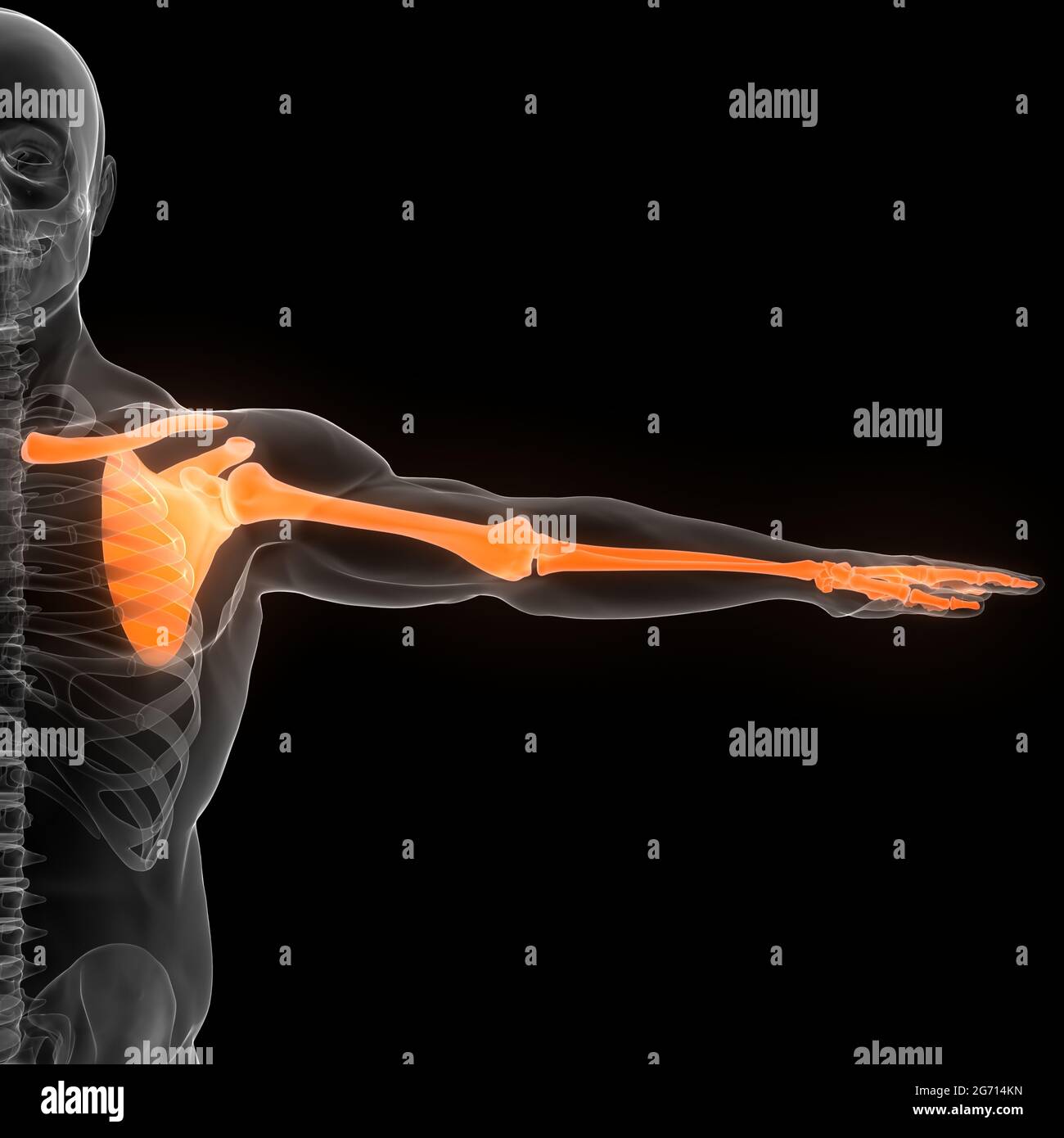 Human Skeleton System Upper Limbs Bone Joints Anatomy Stock Photo - Alamy