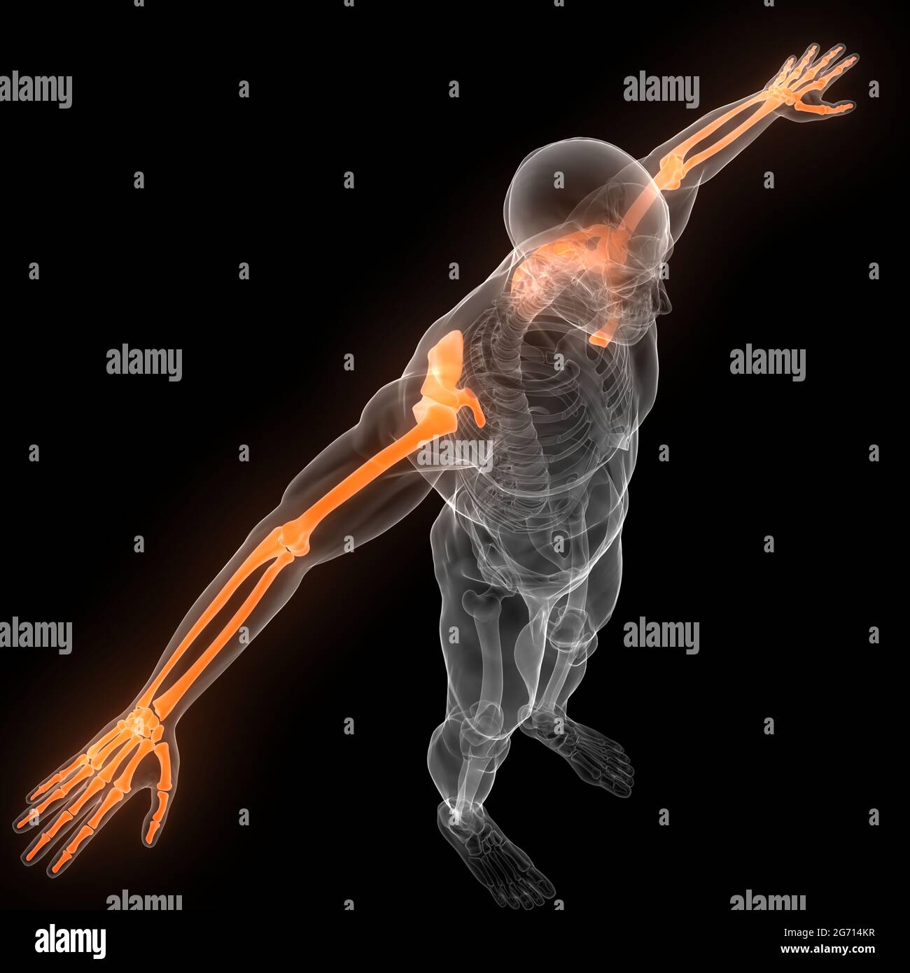 Human Skeleton System Upper Limbs Bone Joints Anatomy Stock Photo - Alamy