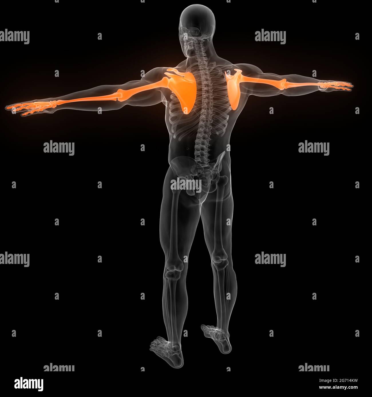 Human Skeleton System Upper Limbs Bone Joints Anatomy Stock Photo - Alamy