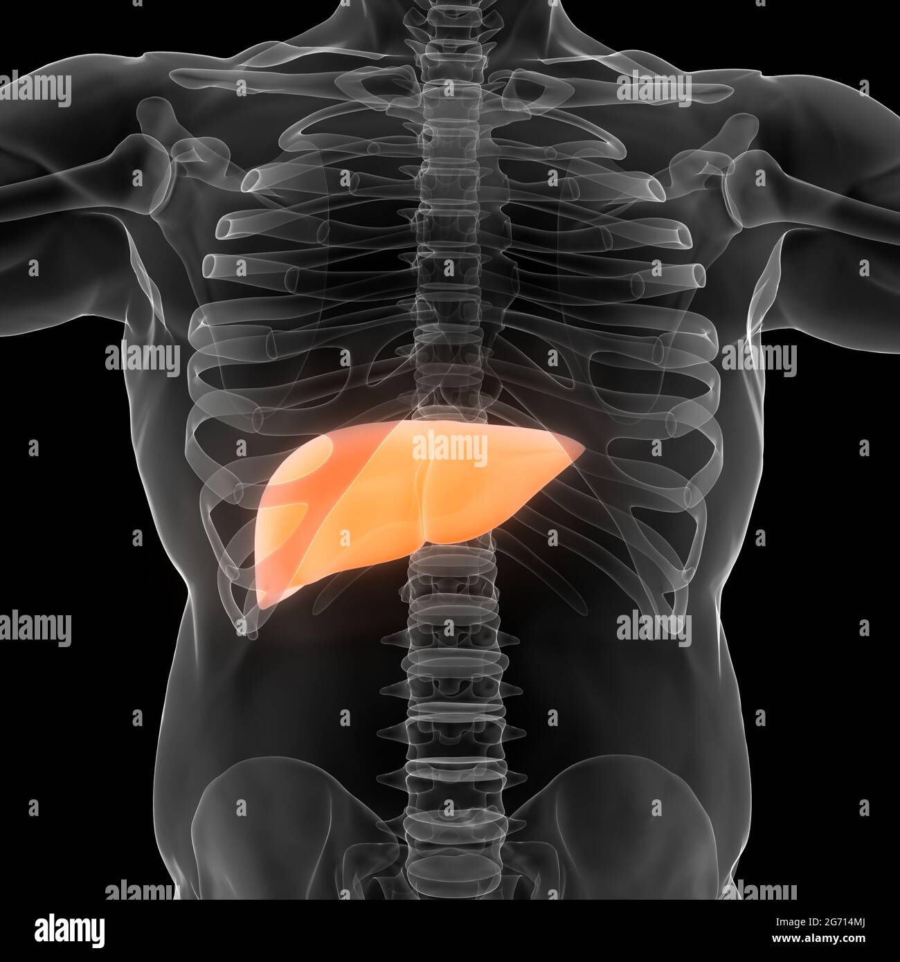 Human Internal Digestive Organ Liver Anatomy Stock Photo - Alamy
