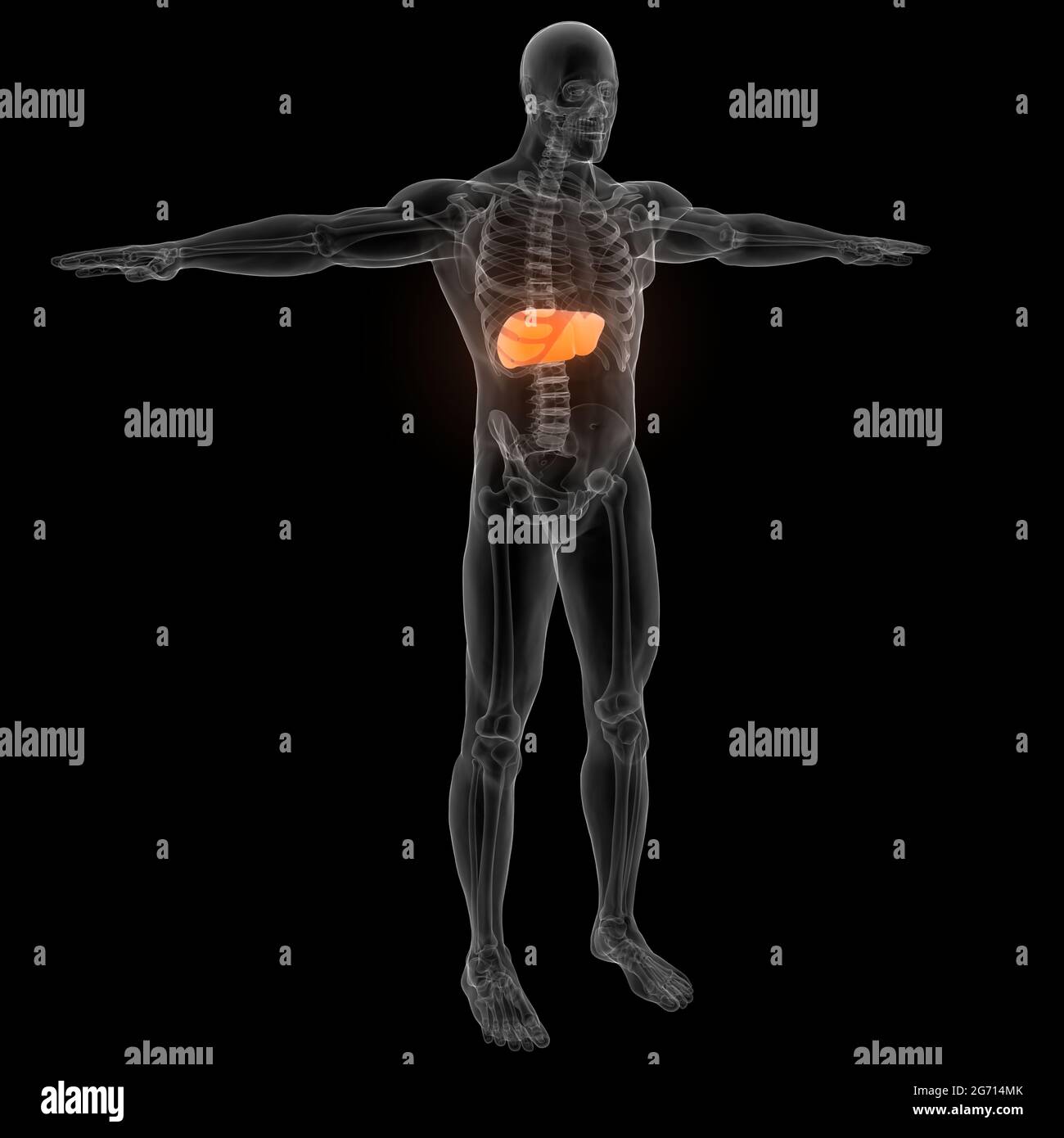 Human Internal Digestive Organ Liver Anatomy Stock Photo - Alamy