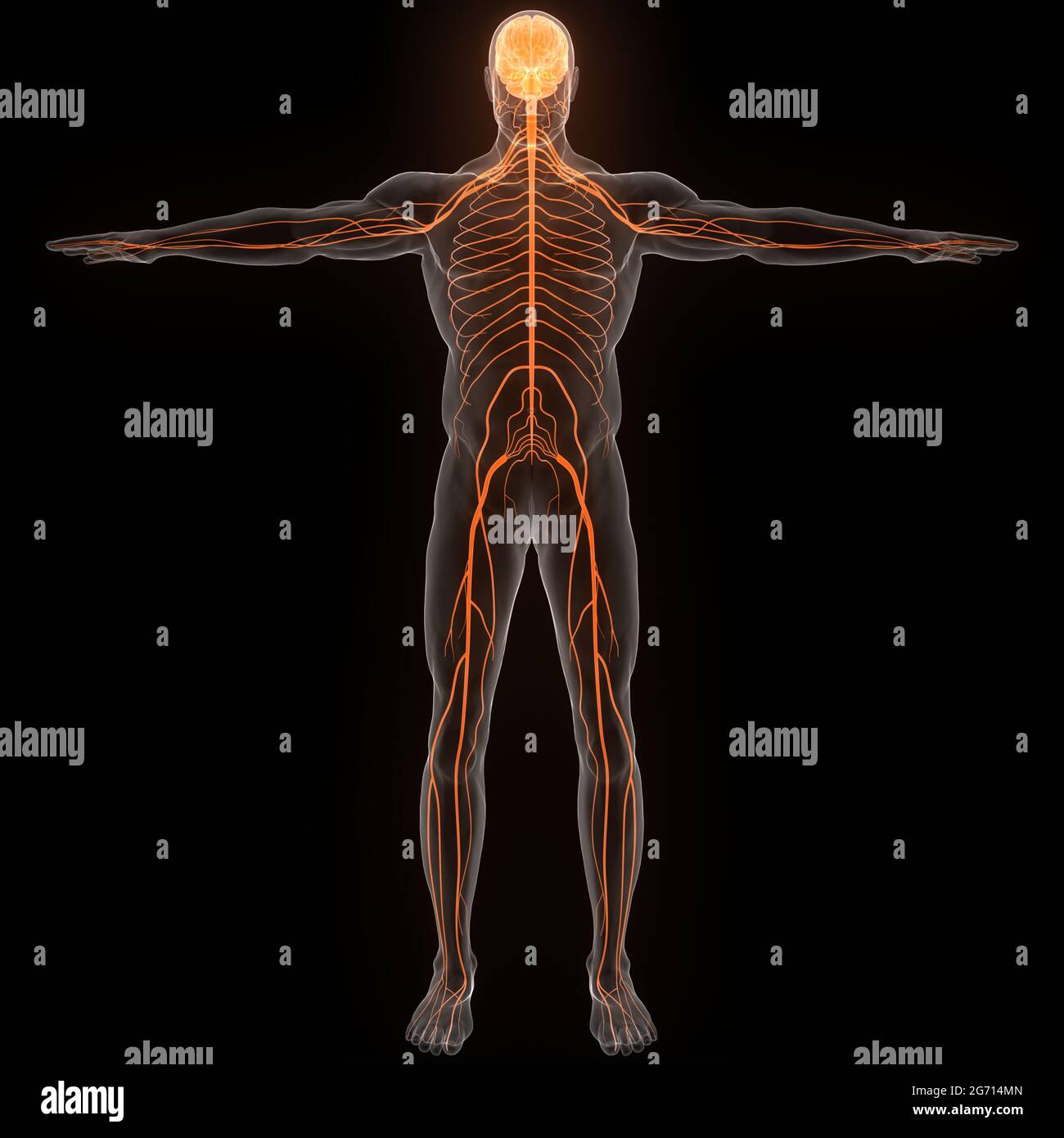 Central Organ of Human Nervous System Brian Anatomy Stock Photo - Alamy