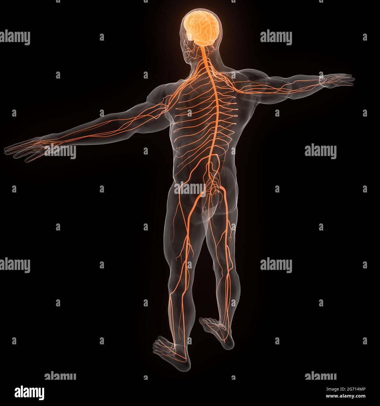 Central Organ of Human Nervous System Brian Anatomy Stock Photo - Alamy