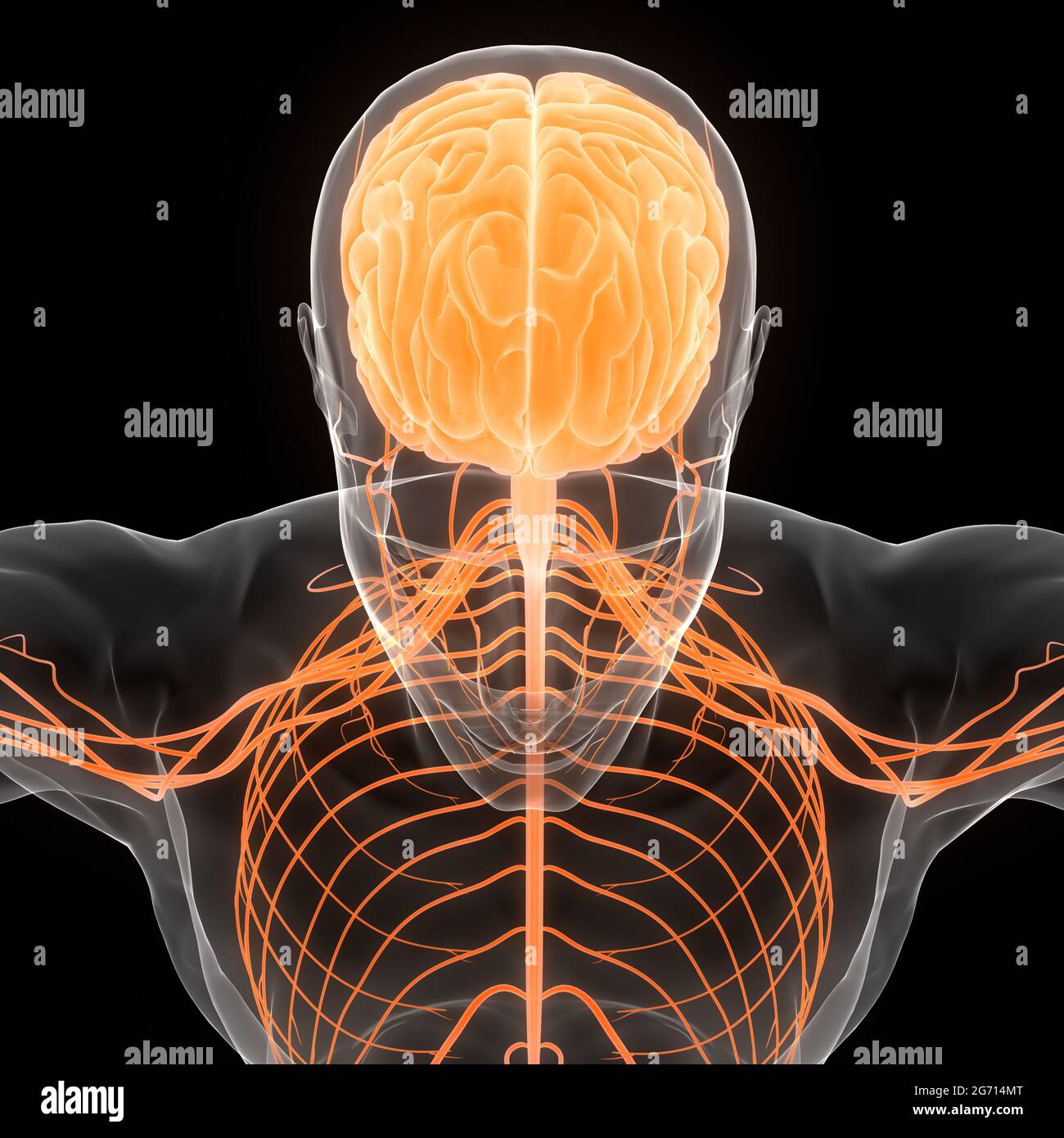 Central Organ of Human Nervous System Brian Anatomy Stock Photo - Alamy