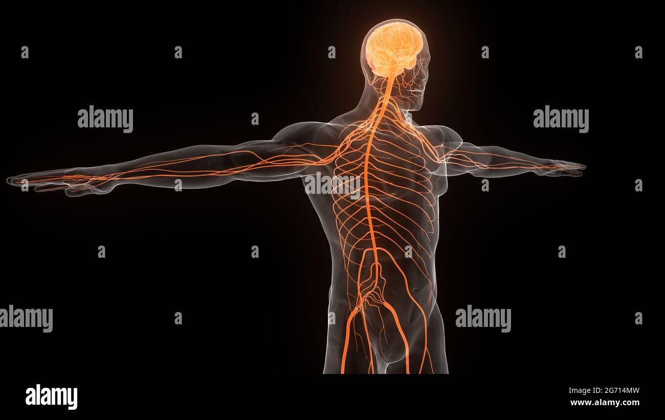 Central Organ of Human Nervous System Brian Anatomy Stock Photo - Alamy