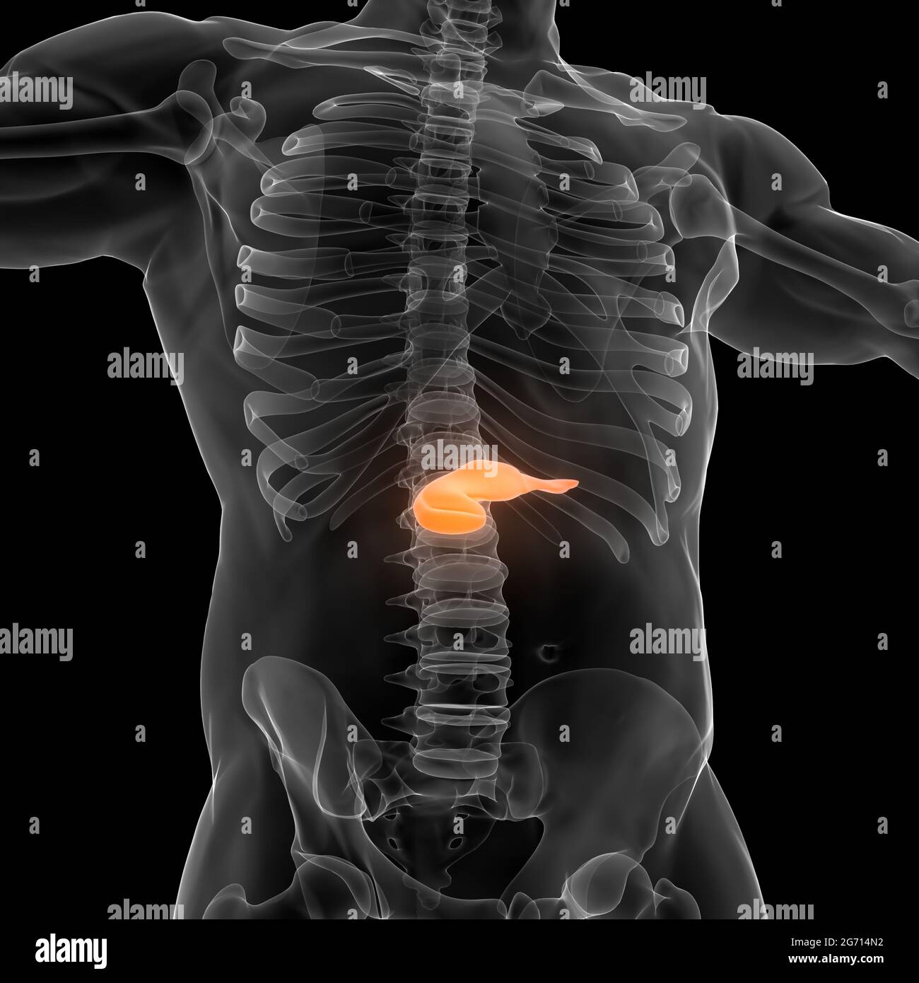 Human Internal Organs Pancreas with Gallbladder Anatomy Stock Photo - Alamy