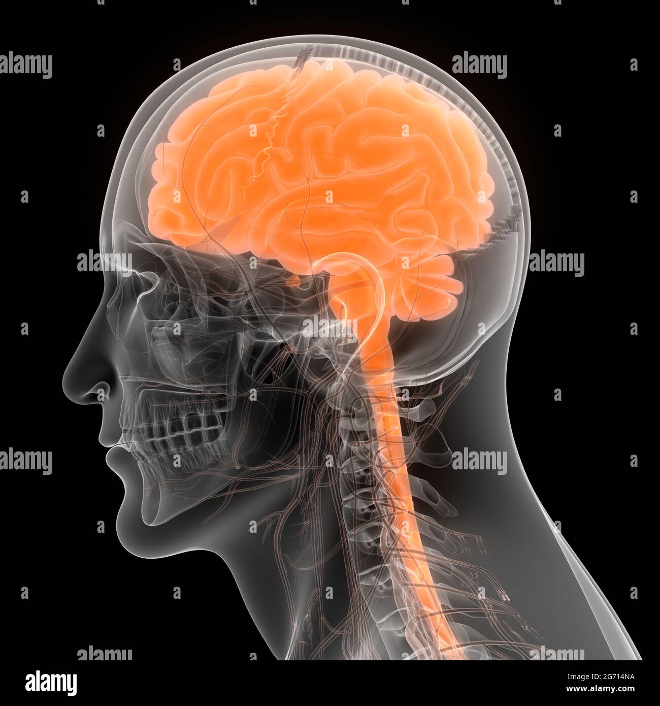 Central Organ of Human Nervous System Brian Anatomy Stock Photo - Alamy