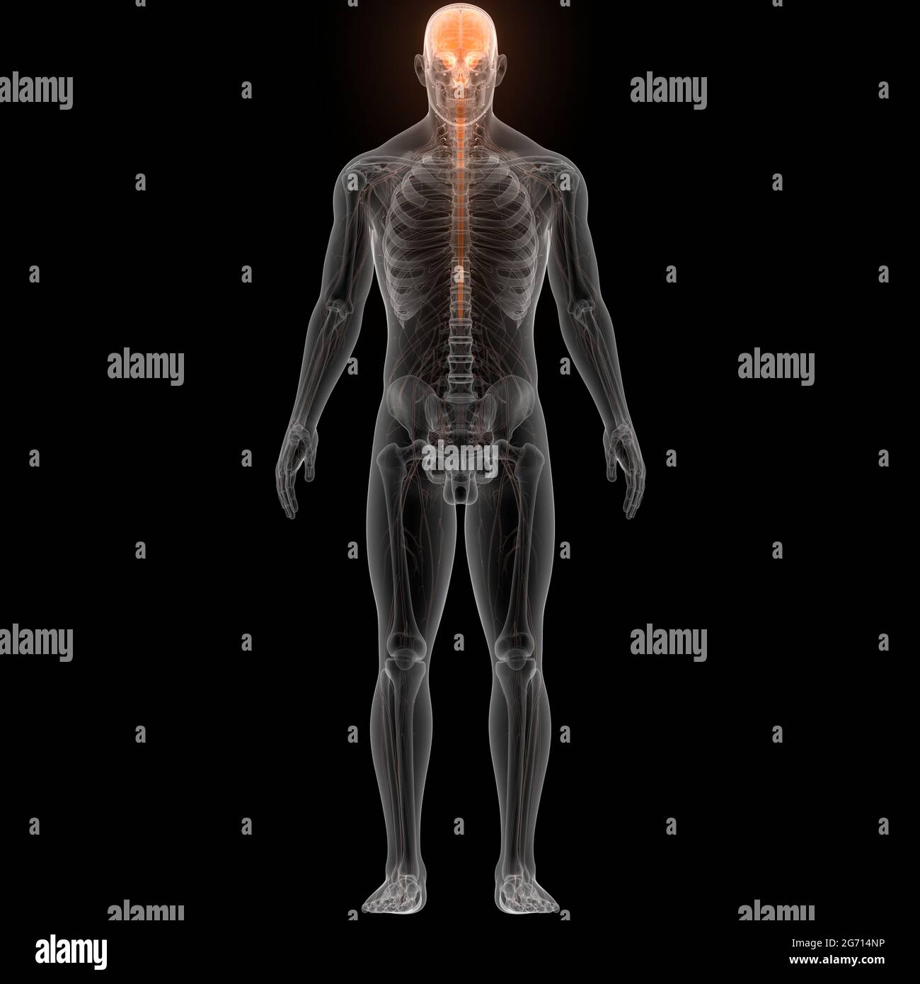 Central Organ of Human Nervous System Brian Anatomy Stock Photo - Alamy