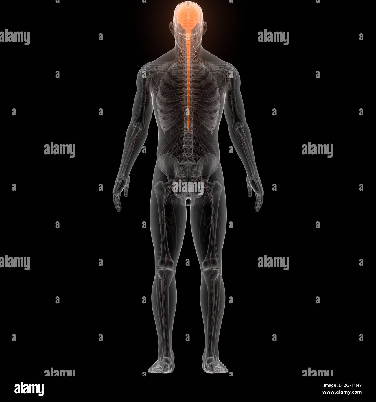 Central Organ of Human Nervous System Brian Anatomy Stock Photo - Alamy