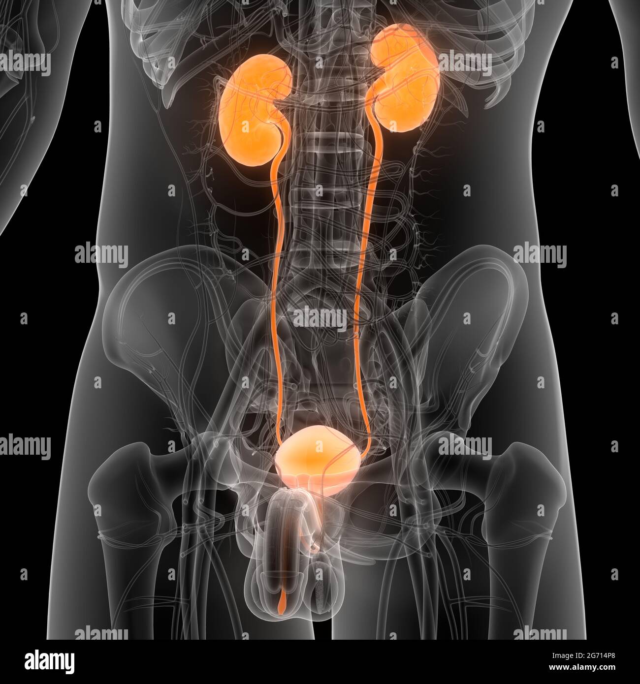 Human Urinary System Kidneys with Bladder Anatomy Stock Photo - Alamy