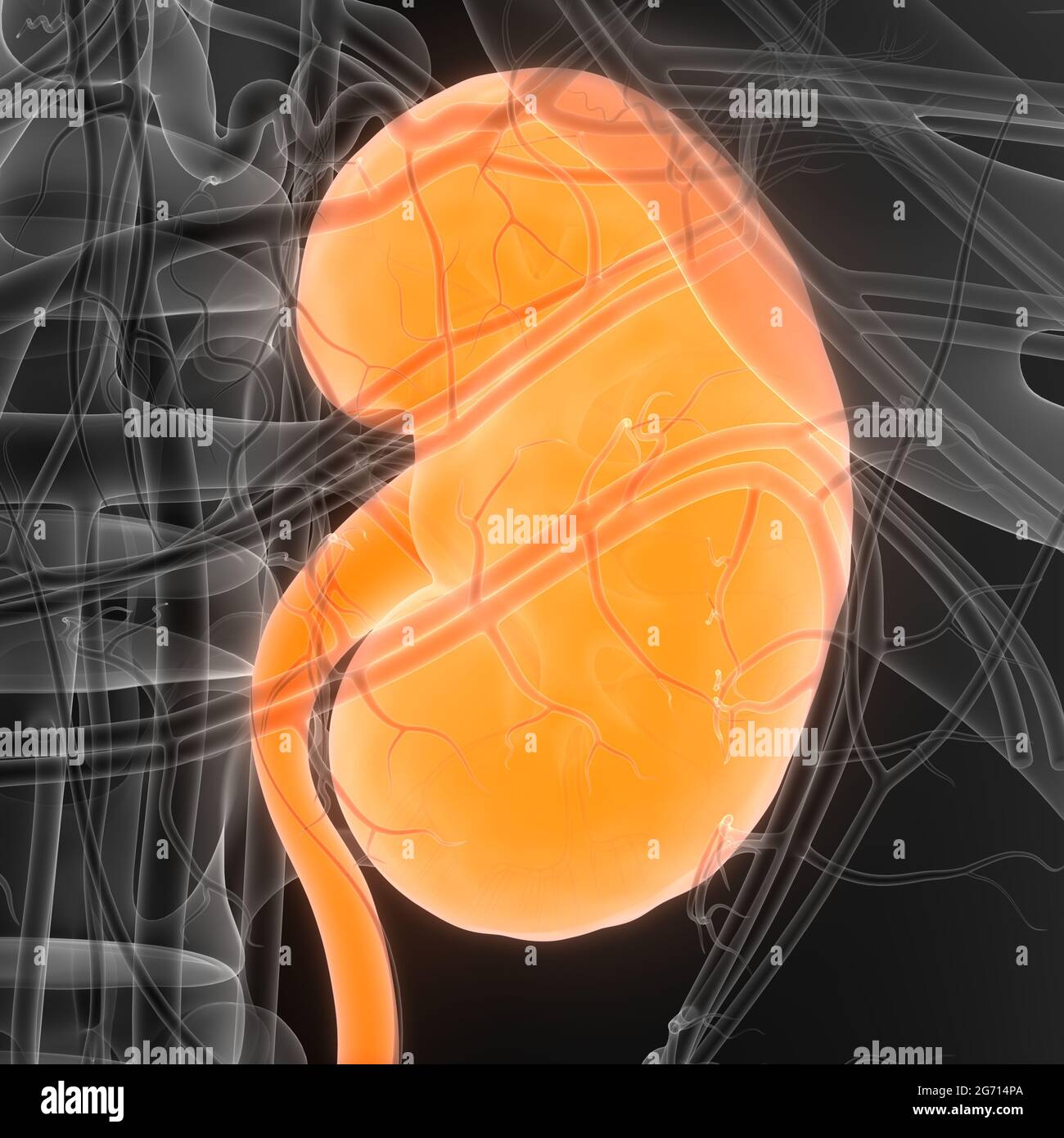 Human Urinary System Kidneys with Bladder Anatomy Stock Photo - Alamy