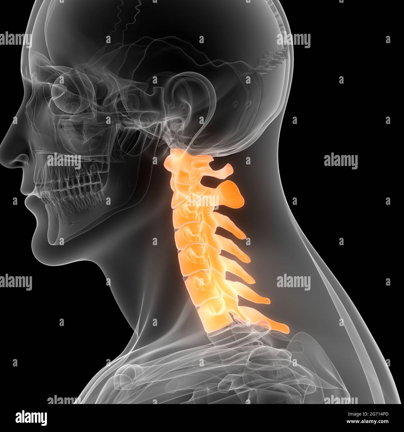 Spinal Cord Vertebral Column Cervical Vertebrae of Human Skeleton ...