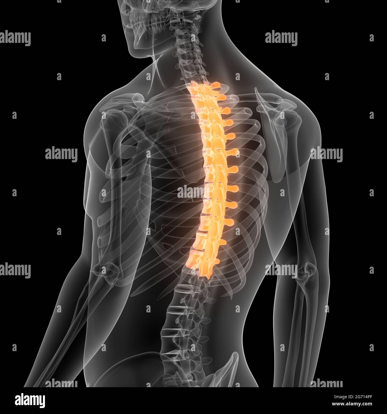 Spinal Cord Vertebral Column Thoracic Vertebrae of Human Skeleton ...