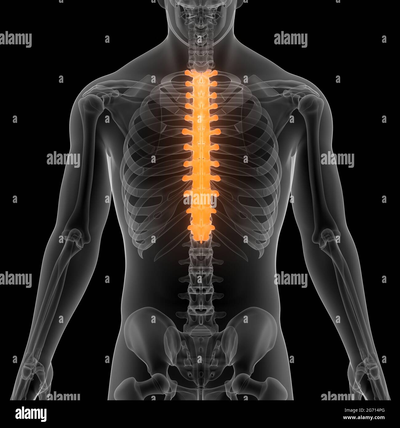 Spinal Cord Vertebral Column Thoracic Vertebrae of Human Skeleton ...