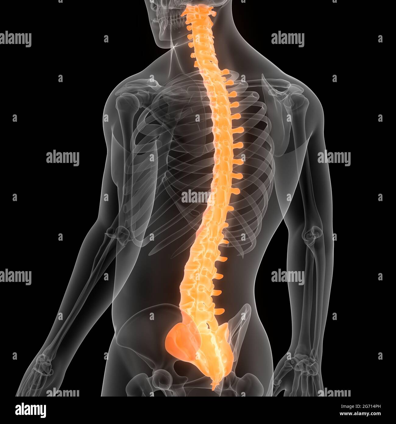 Spinal Cord Vertebral Column of Human Skeleton System Anatomy Stock ...
