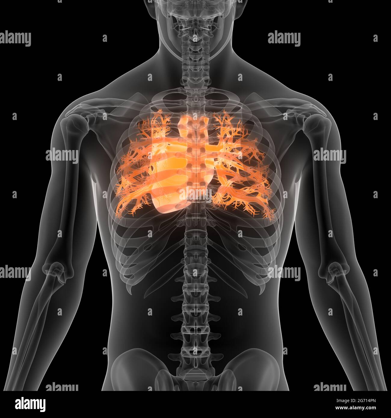 Human Circulatory System Heart Anatomy Stock Photo - Alamy